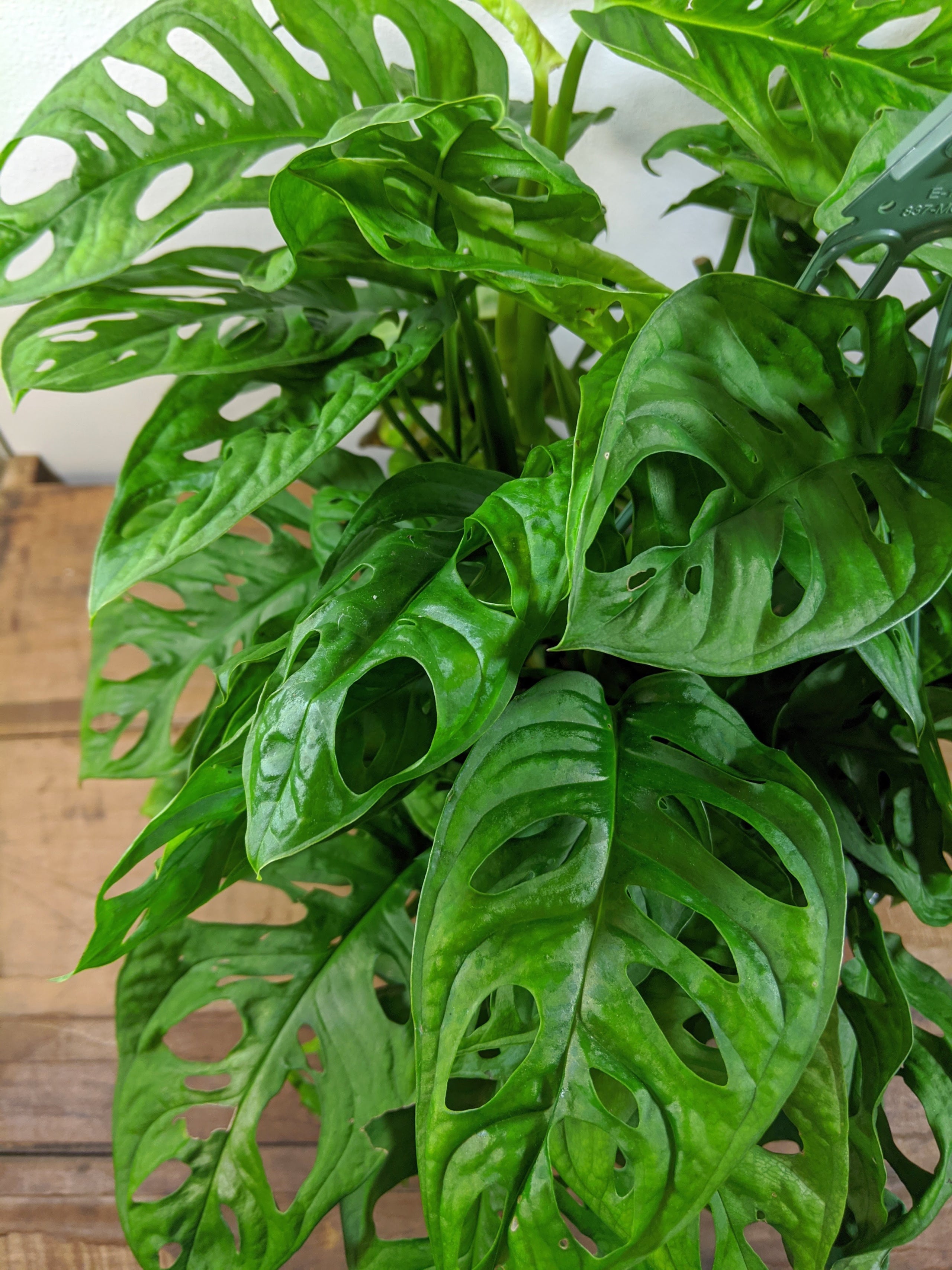 Swiss Cheese Philodendron | Retrofit Culture Swiss Cheese Philodendron | Retrofit Culture