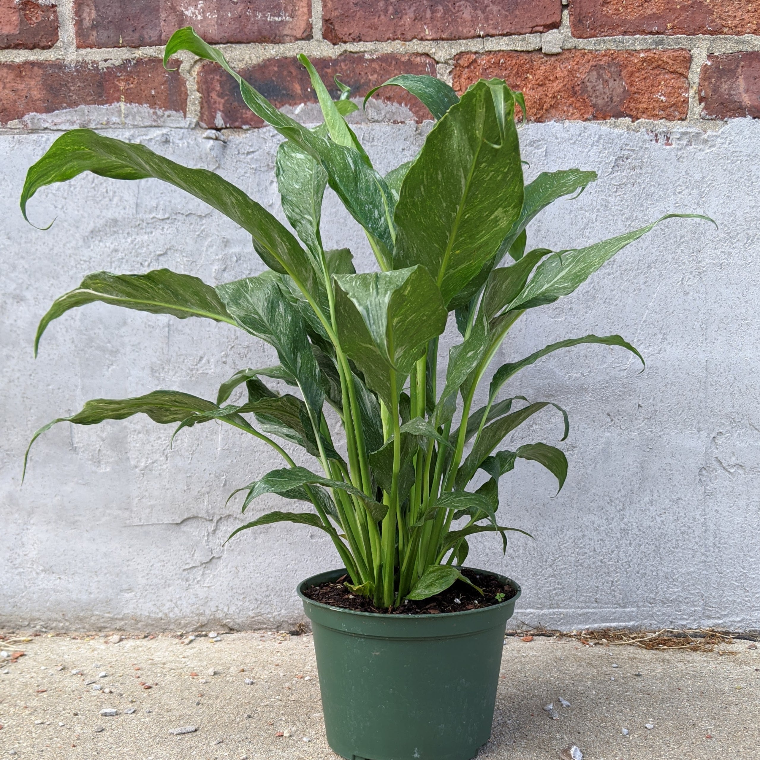 Domino Peace Lily | Retrofit Culture Domino Peace Lily | Retrofit Culture