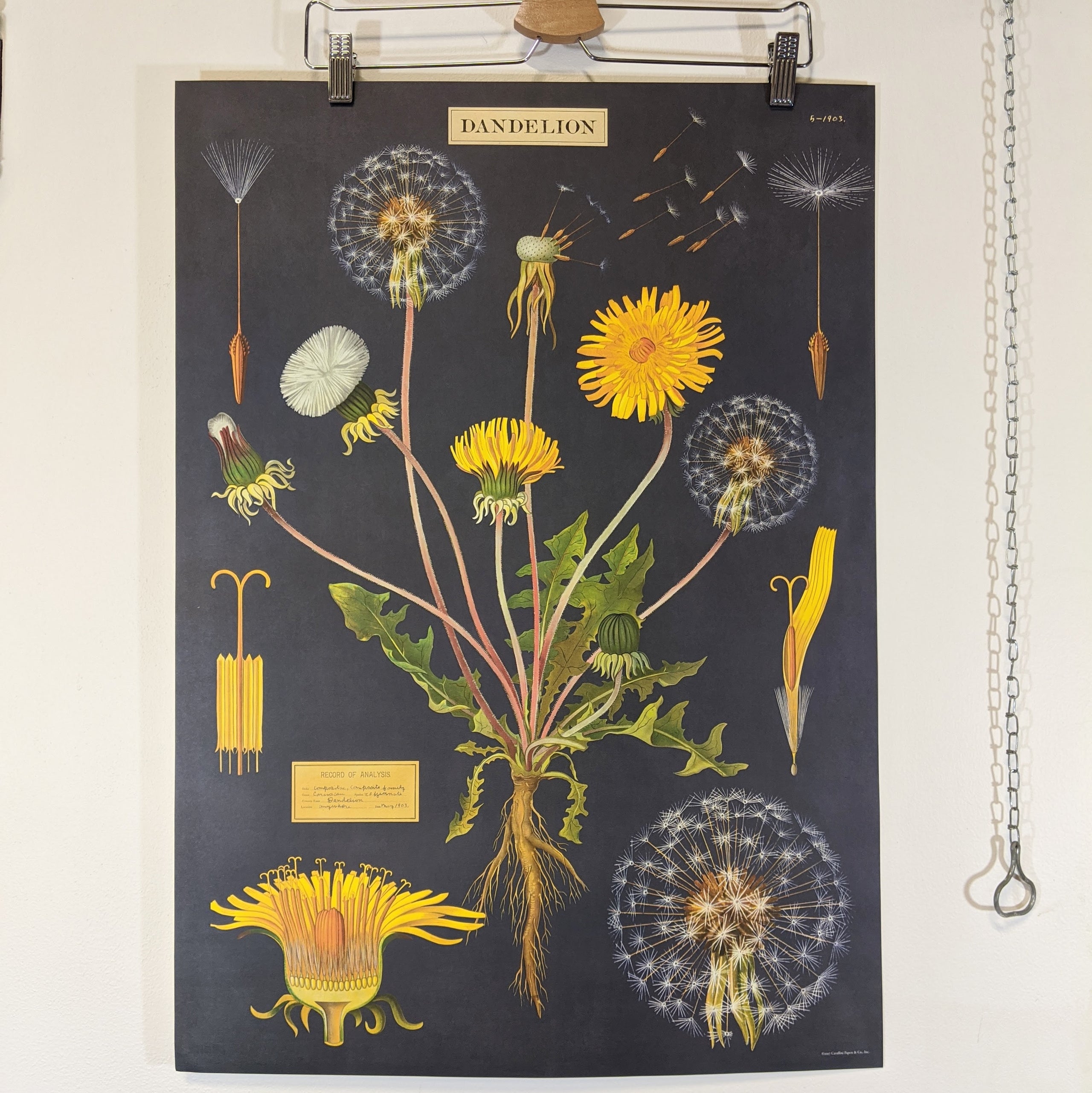 Dandelion Poster | Retrofit Culture Dandelion Poster | Retrofit Culture